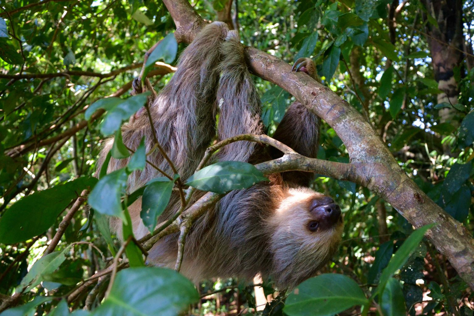 Paresseux Unau d'Hoffmann - Slow Tourisme Costa Rica