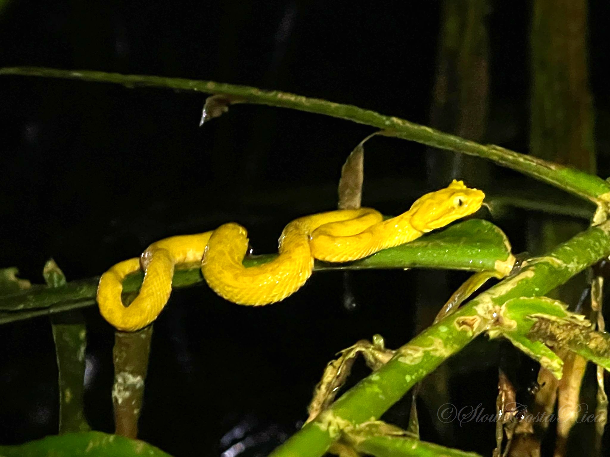 Tour nocturne au pied du volcan Arenal - Slow Tourisme Costa Rica